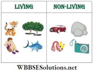 WBBSE Notes For Class 8 School Science Chapter 6 The Structure of ...