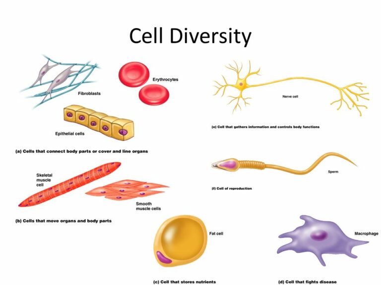 WBBSE Notes For Class 8 School Science Chapter 6 The Structure of ...