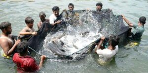 WBBSE Notes For Class 8 School Science Chapter 8 Human Food And Food ...