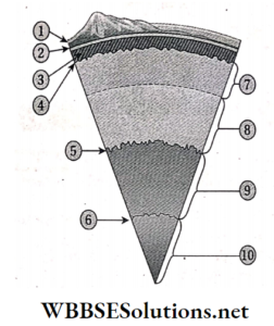 WBBSE Class 8 Geography Chapter 1 Topic B Layers In The Interior Of The ...