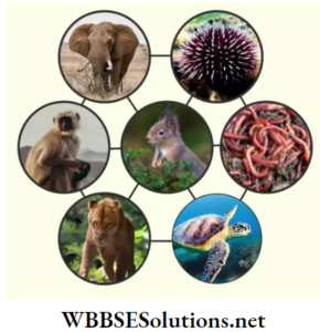WBBSE Class 8 Geography Chapter 6 Topic A Equatorial Climatic Region ...