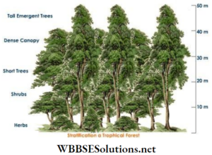 WBBSE Class 8 Geography Chapter 6 Topic A Equatorial Climatic Region ...