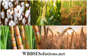 WBBSE Class 8 Geography Chapter 6 Topic A Equatorial Climatic Region ...