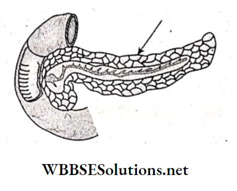 WBBSE Solutions For Class 10 Life Science And Environment Chapter 1 ...