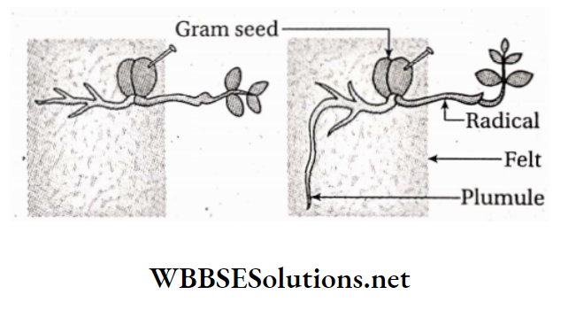 WBBSE Solutions For Class 10 Life Science And Environment Chapter 1 ...