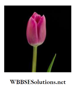 WBBSE Solutions For Class 10 Life Science And Environment Chapter 1 ...