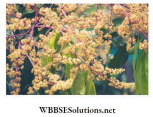 WBBSE Solutions For Class 10 Life Science And Environment Chapter 2 ...