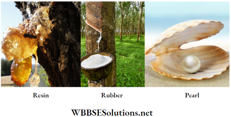 Class 10 Life Science Archives - WBBSE Solutions