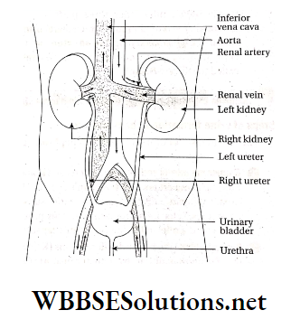 Excretion In Human Beings Life Processes Class 10 Chapter6 Science