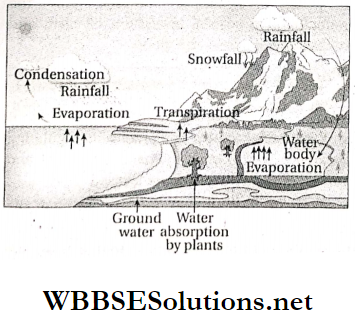 WBBSE Solutions For Class 9 Life Science And Environment Chapter 5 ...
