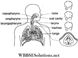WBBSE Solutions For Class 9 Physical Science Chapter 7 Sources Of Sound ...