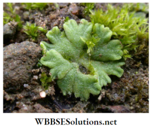 WBBSE Notes For Class 6 School Science Chapter 10 Biodiversity And Its ...